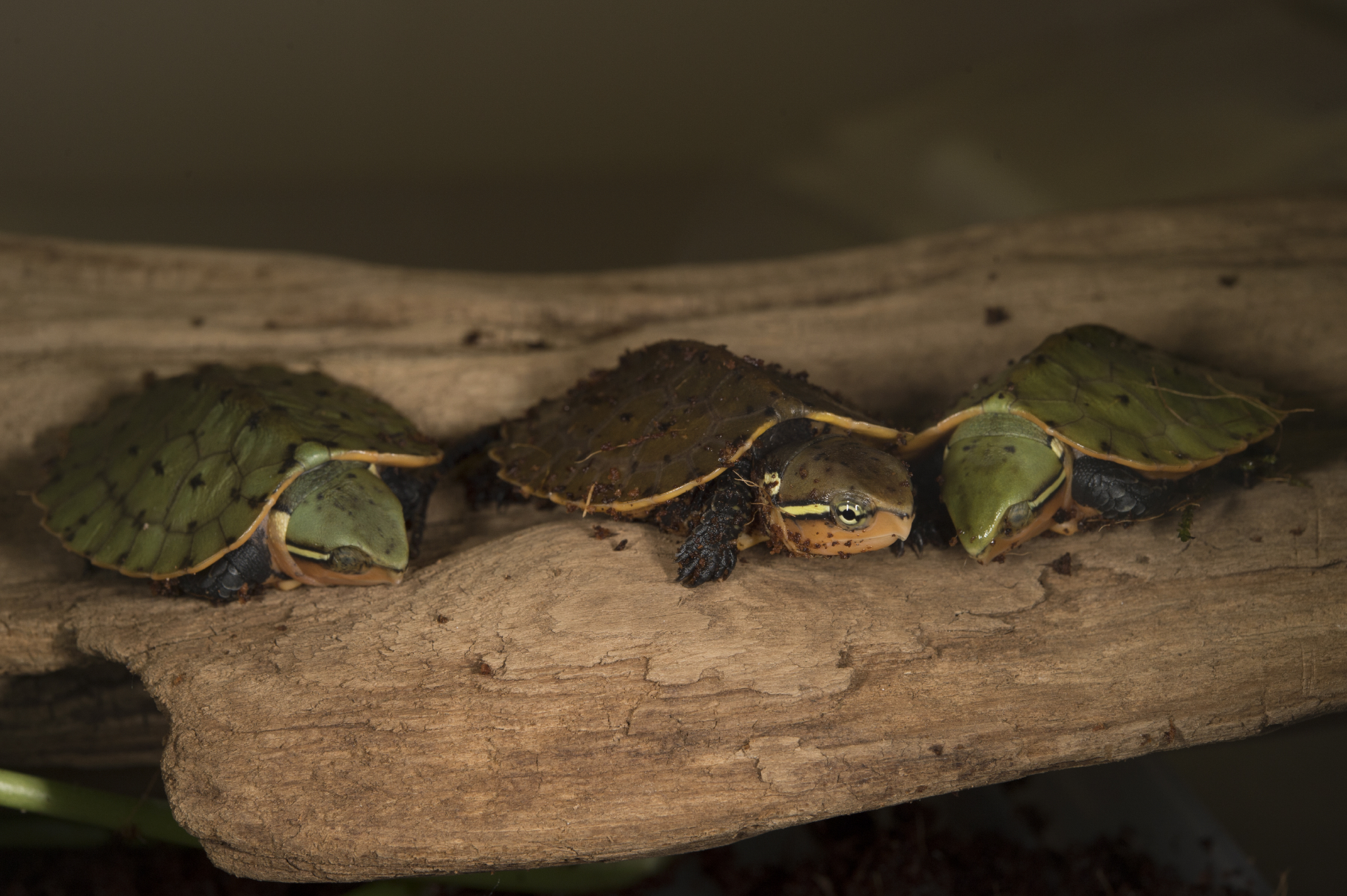 Endangered Chinese big-headed turtles hatch at Prospect Park Zoo - The ...