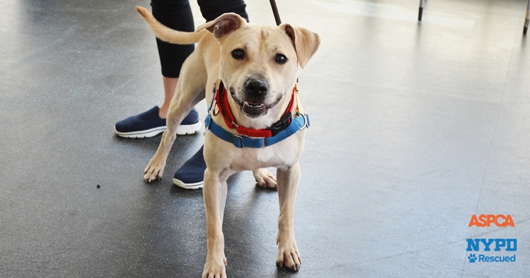 Too many people still not adopting animals - The Brooklyn Home Reporter