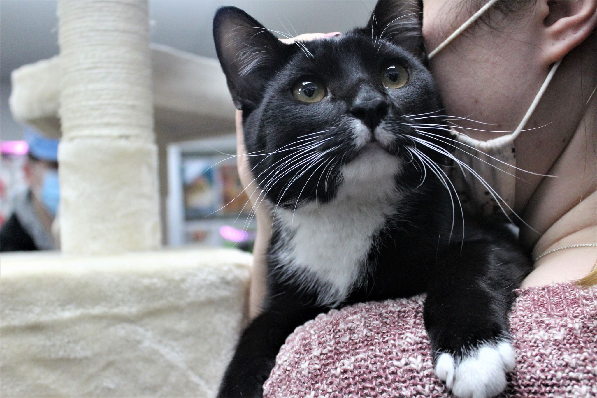 My Natural Pet hosts cat adoptions - The Brooklyn Home Reporter
