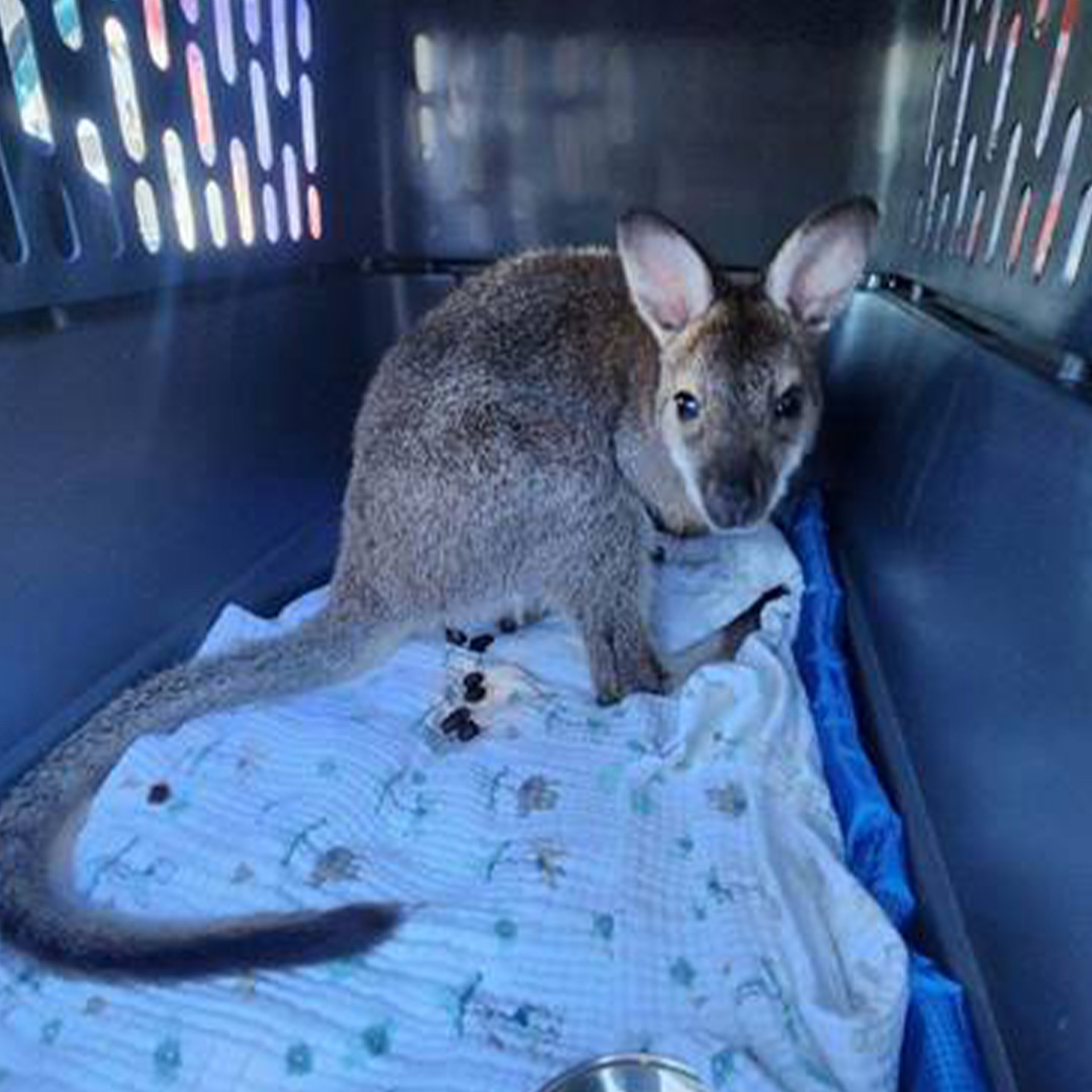 Cops take wallaby from man on boardwalk - The Brooklyn Home Reporter