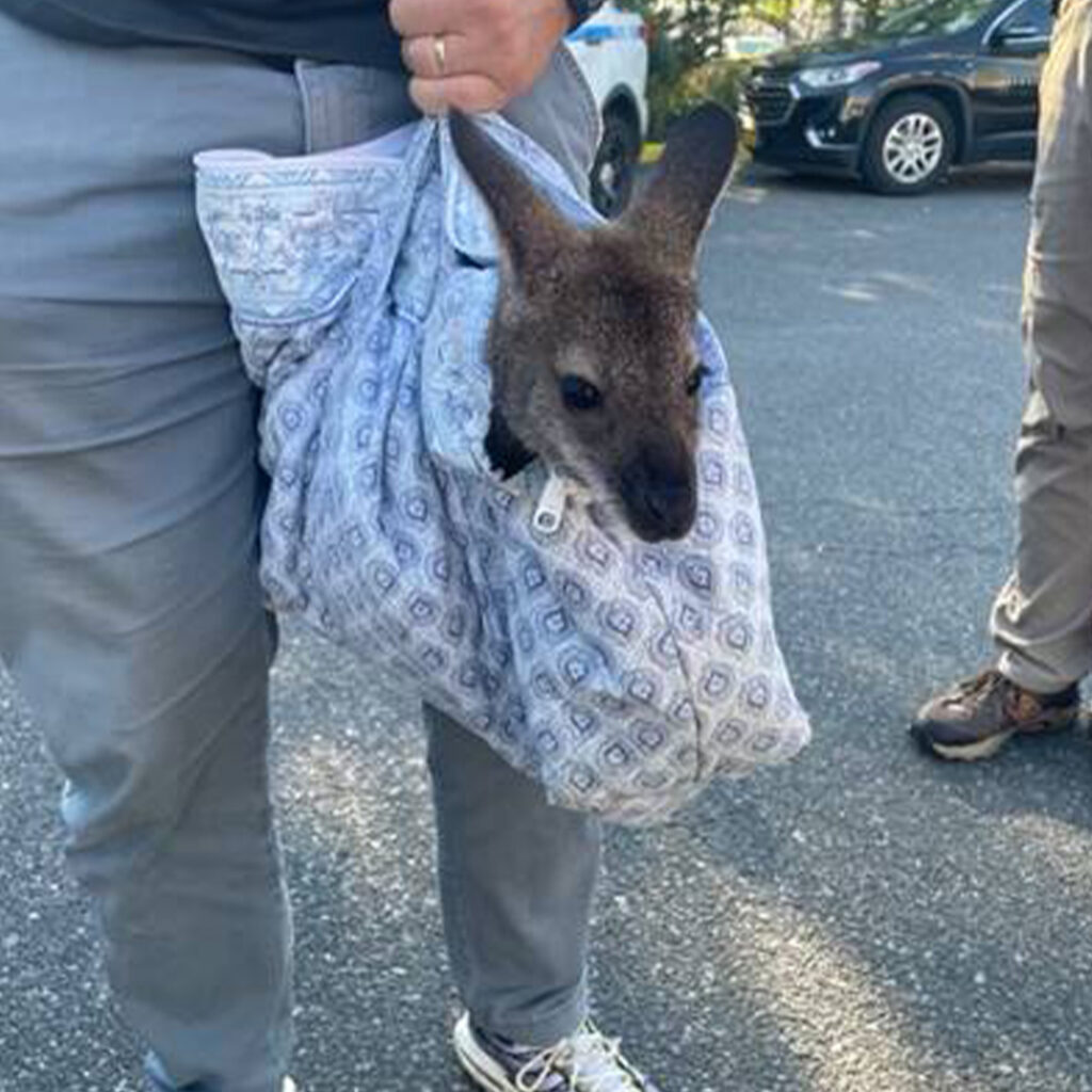 Cops take wallaby from man on boardwalk - The Brooklyn Home Reporter