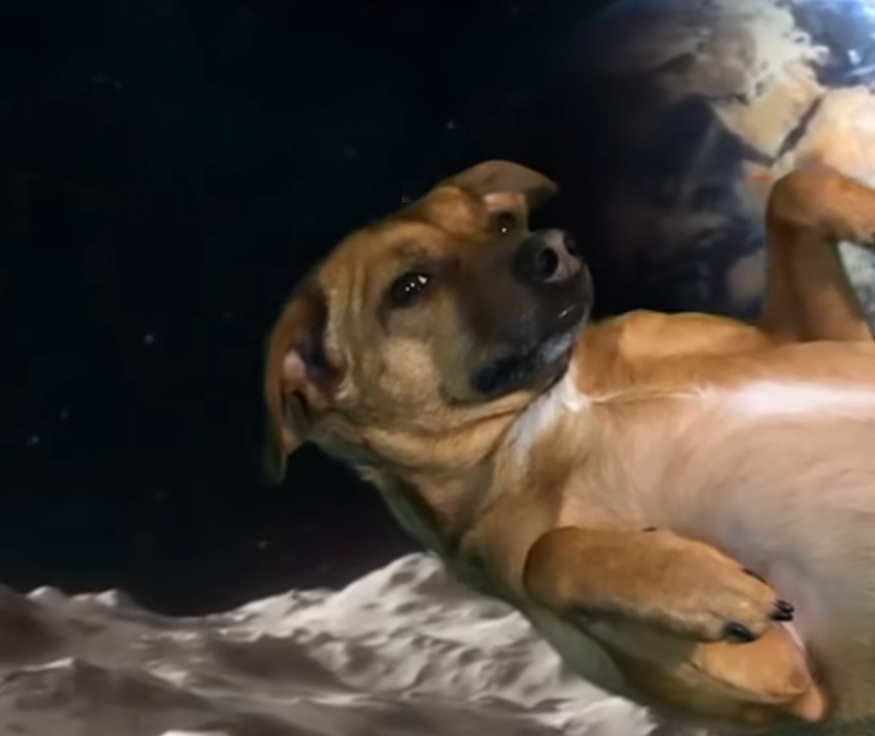 Bay Ridge dog becomes a celebrity on the internet - The Brooklyn Home ...