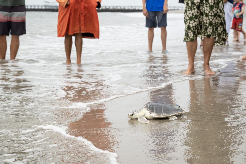 Endangered rescued sea turtle released back to Coney Island waters ...